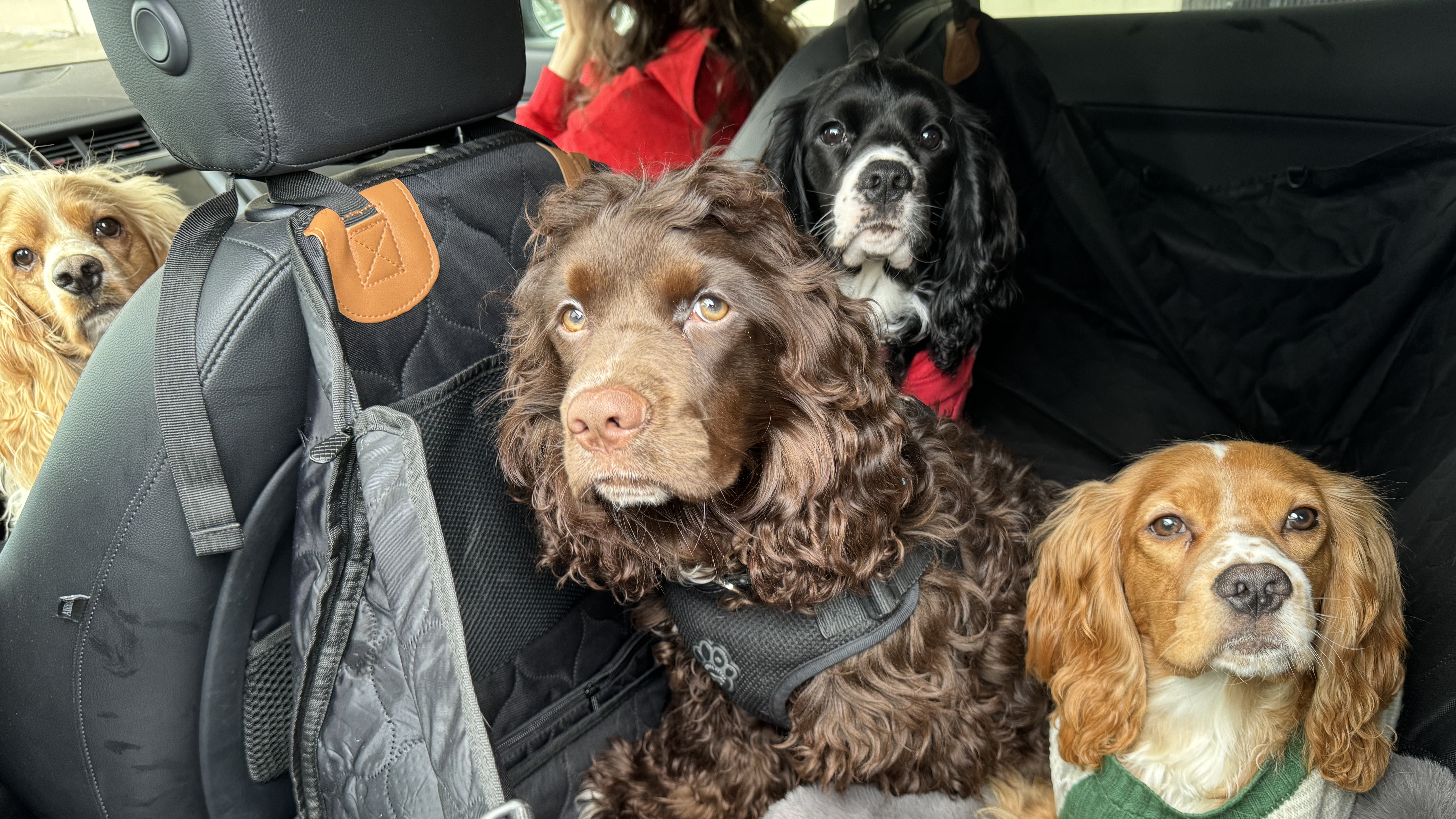 Muriel Mutzel’s GoFundMe Profile